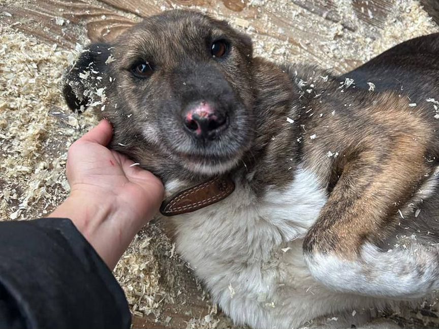 Собака живёт в приюте