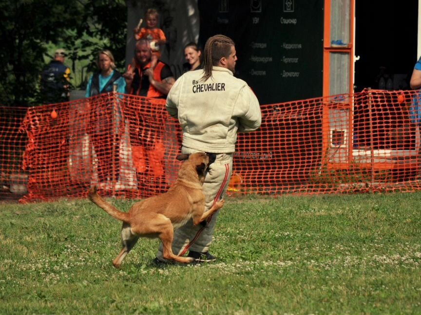 Щенки Бельгийская овчарка малинуа