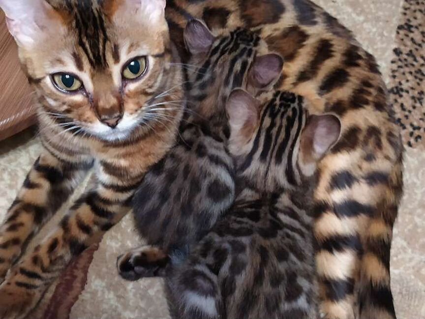 Бенгальская