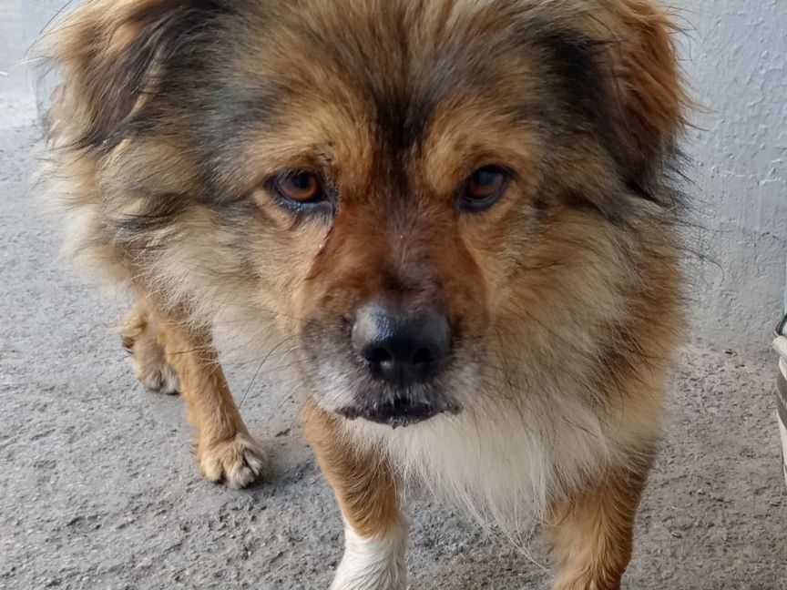 Собака в добрые руки