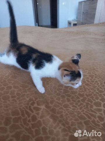 Брашевые котята