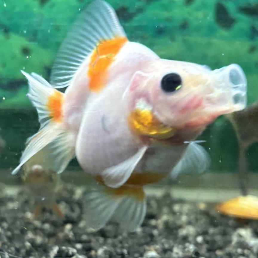 Золотая рыбка