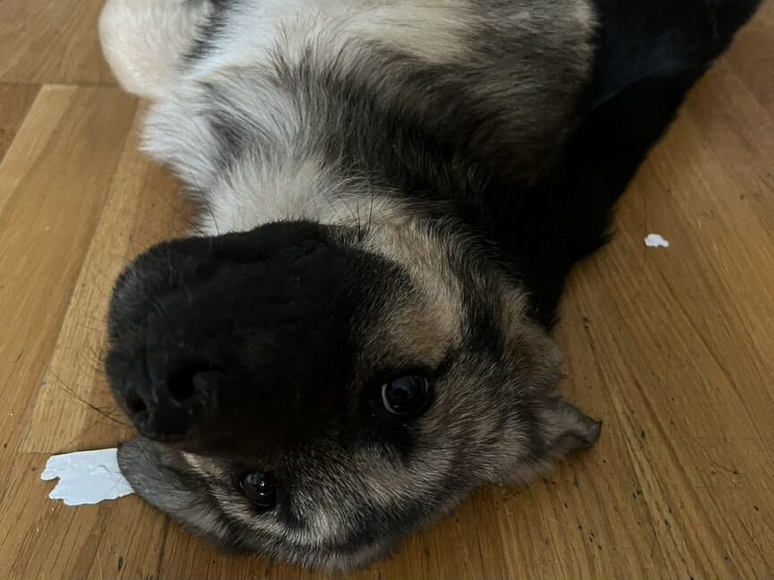 Щенок девочки в добрые руки бесплатно