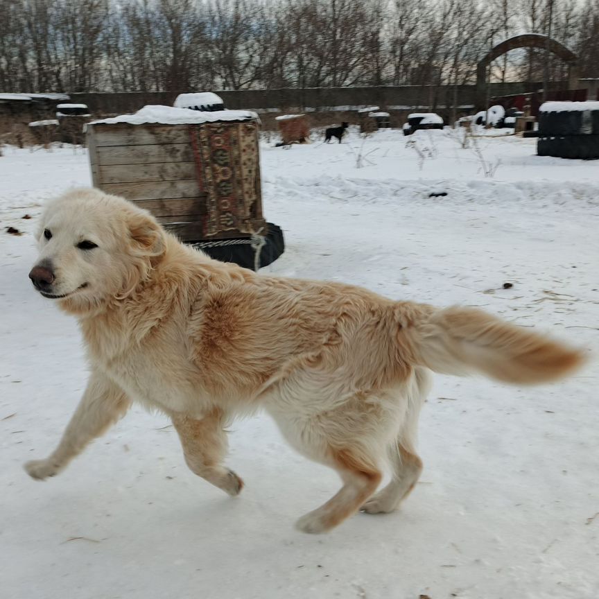 Взрослый пёс в добрые руки