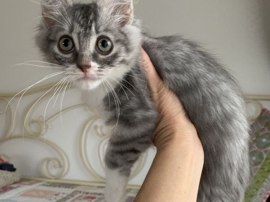 Котенок ищет родную семью