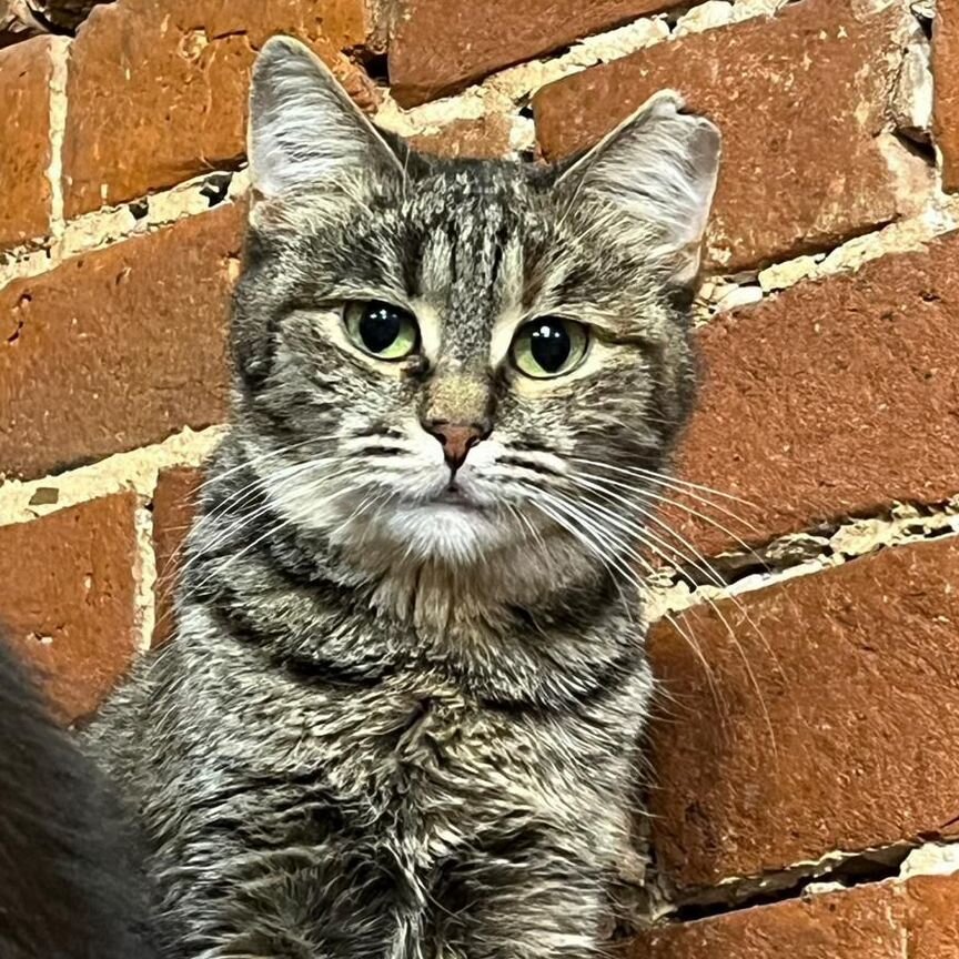 Котёнок Юта ищет дом