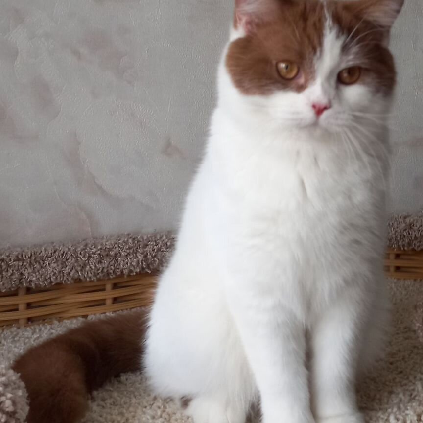 Британский мальчик в любимцы