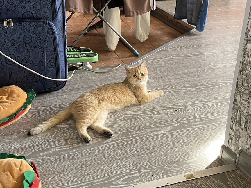 Скотиш страйт кошка