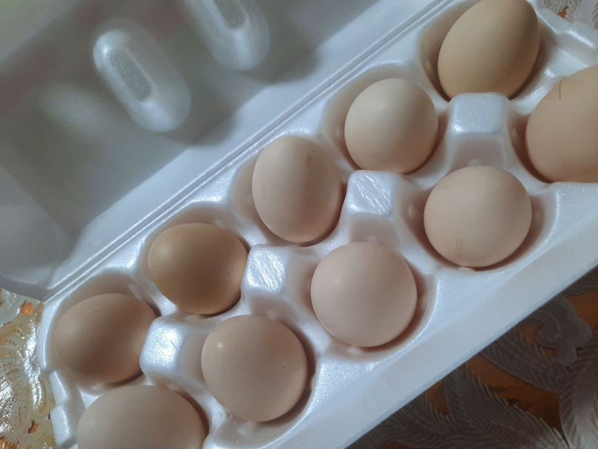 Инкубационное яйцо бентамки