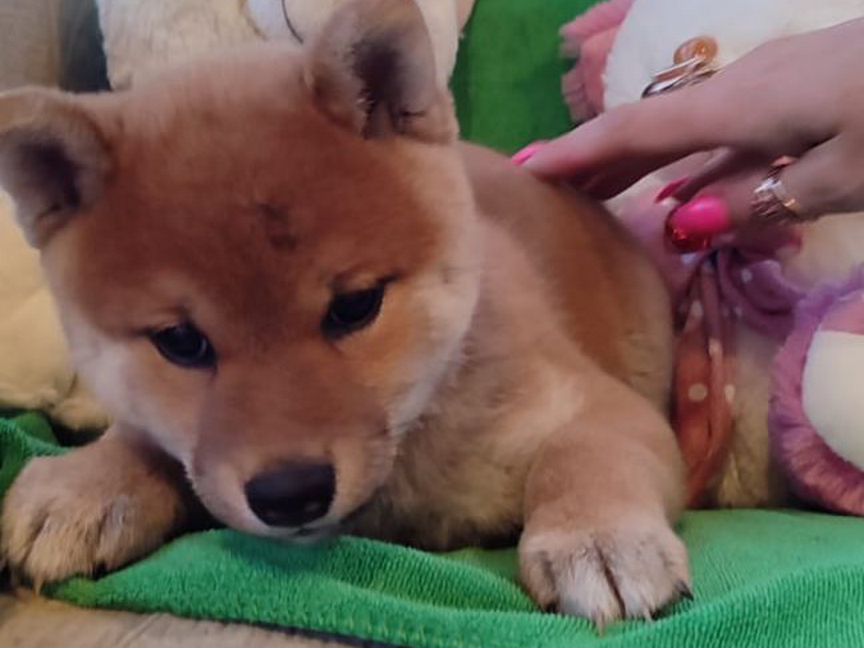 Щенок Сиба ину