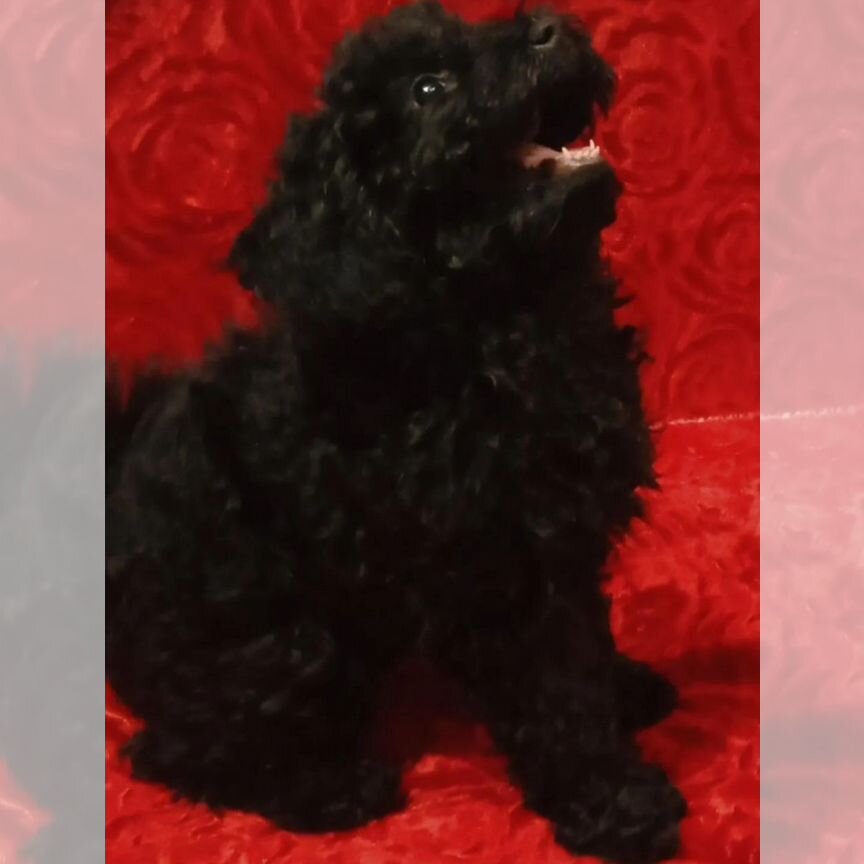 Той-пудель, щенок