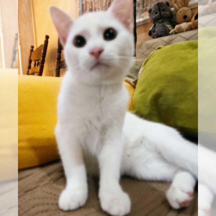 Котёнок в добрые руки