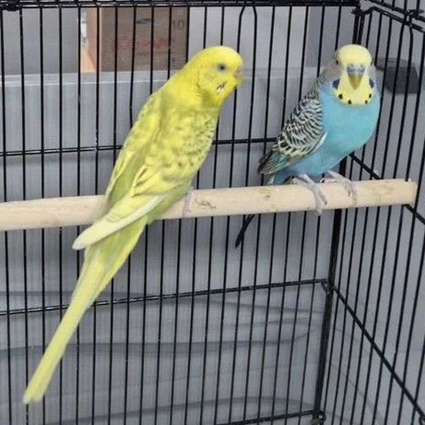 Волнистые попугаи