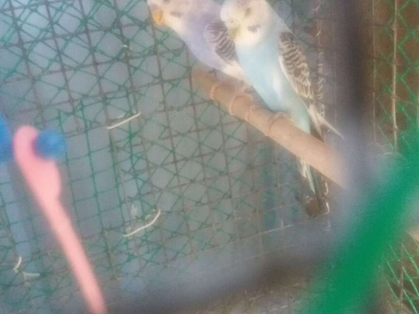 Волнистый попугай