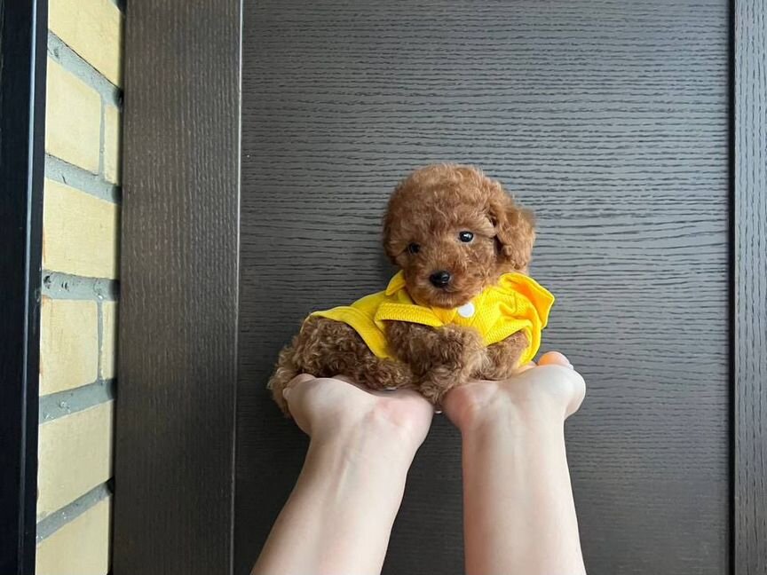 Той-пудель маленький мальчик