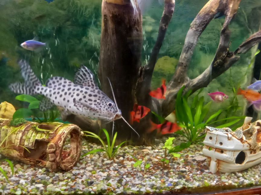 Сомик синодонтис