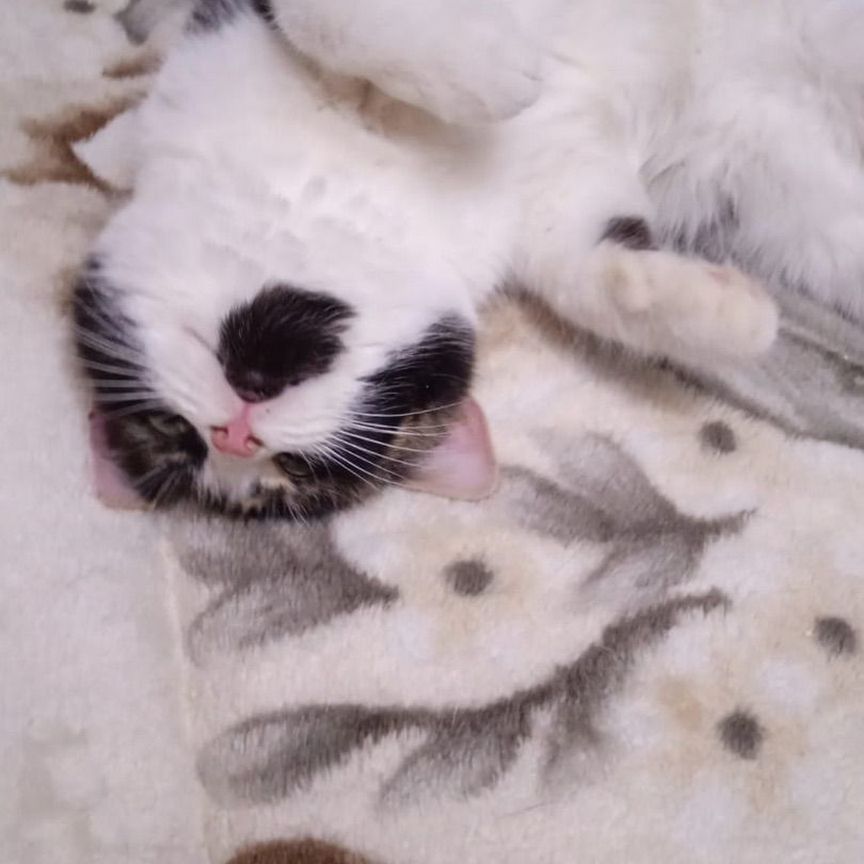 Милая кошка трехцветка