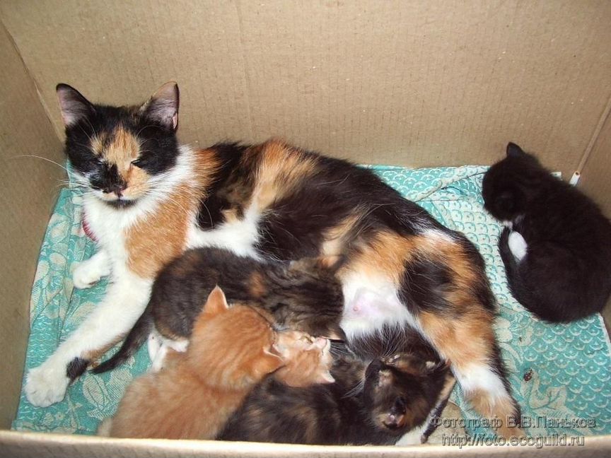 Продаю котят
