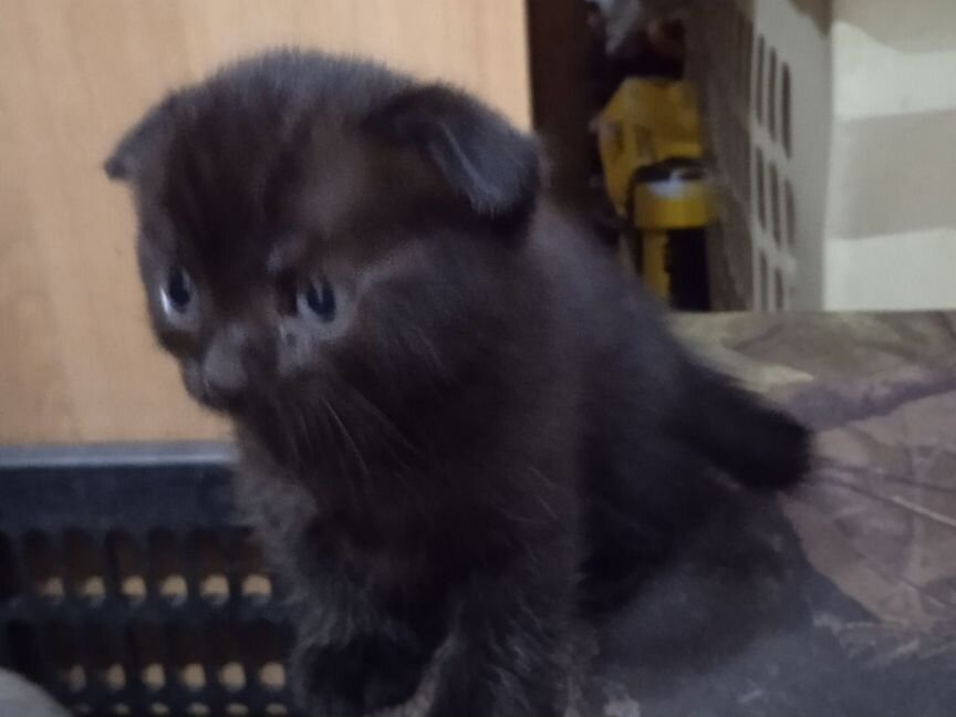 Шотландские вислоухие котята