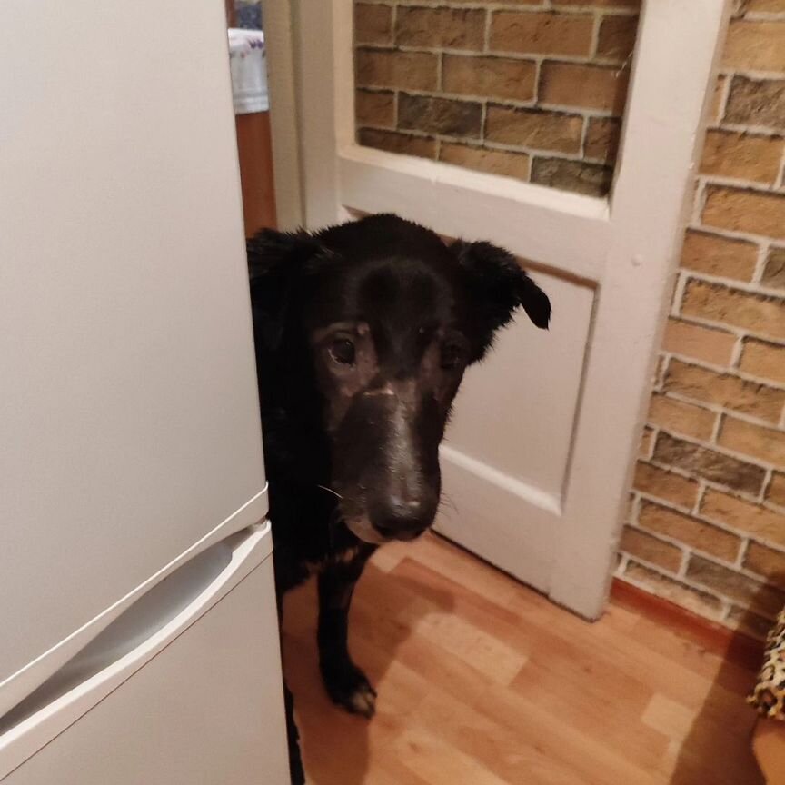 Черныш лысый остался без дома