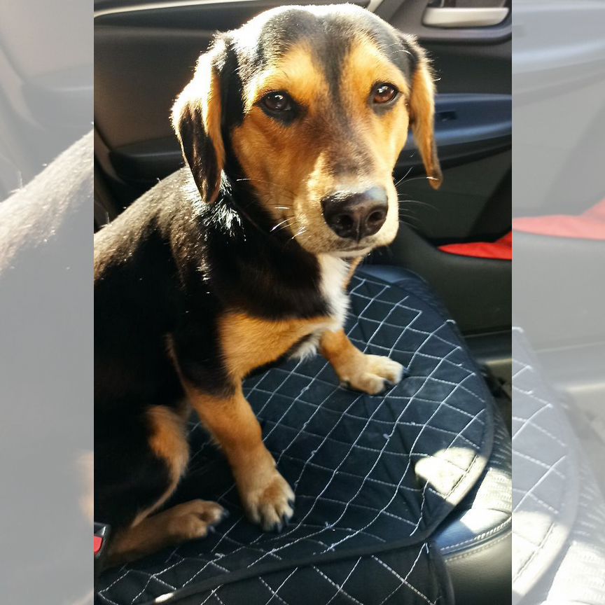 Взрослый пёс в добрые руки