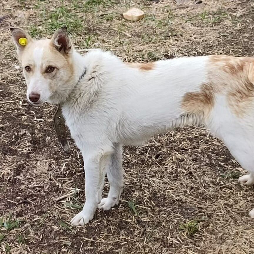 Взрослая собака в добрые руки