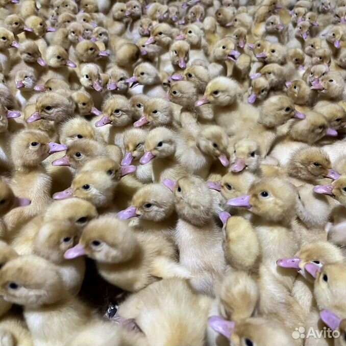 Утята Черри-Вэлли