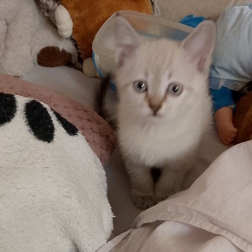 Шотландские прямоухие котята