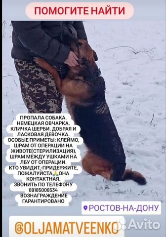 Ищем собаку