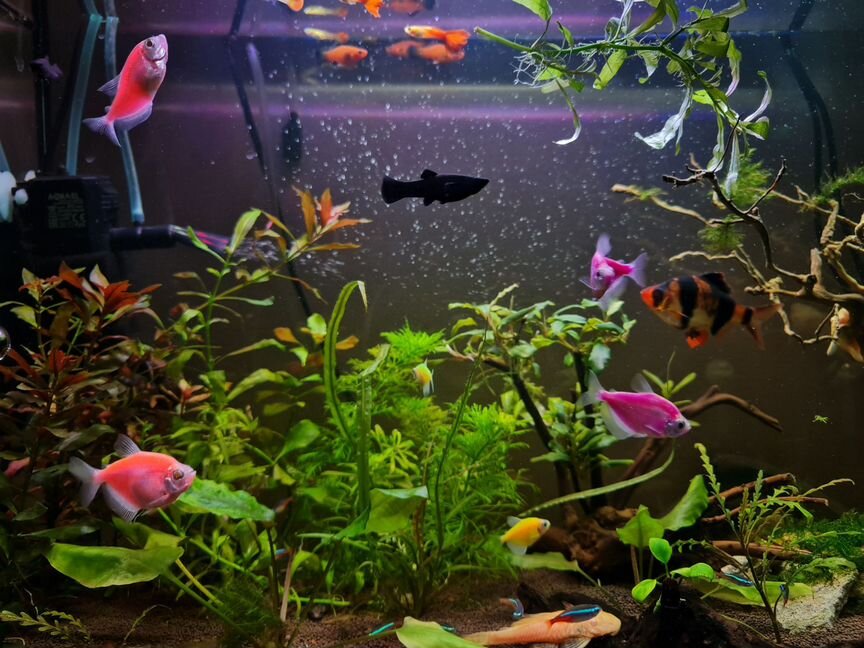 Рыбки тернеции glofish