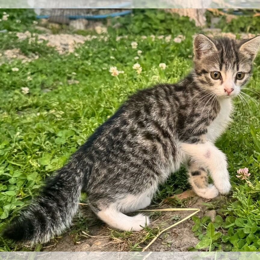 Котёнок в добрые руки