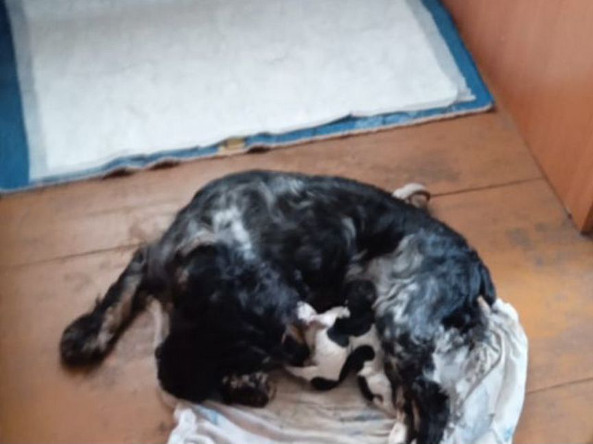 Продам щенка русского спаниеля