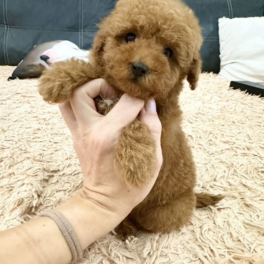 Той-пудель девочка