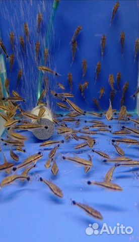 Отоцинклюс