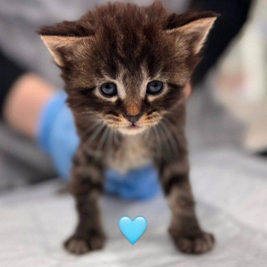 Котёнок в добрые руки