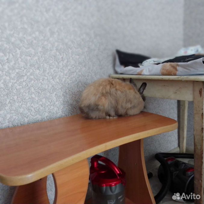 Кролик ангорка