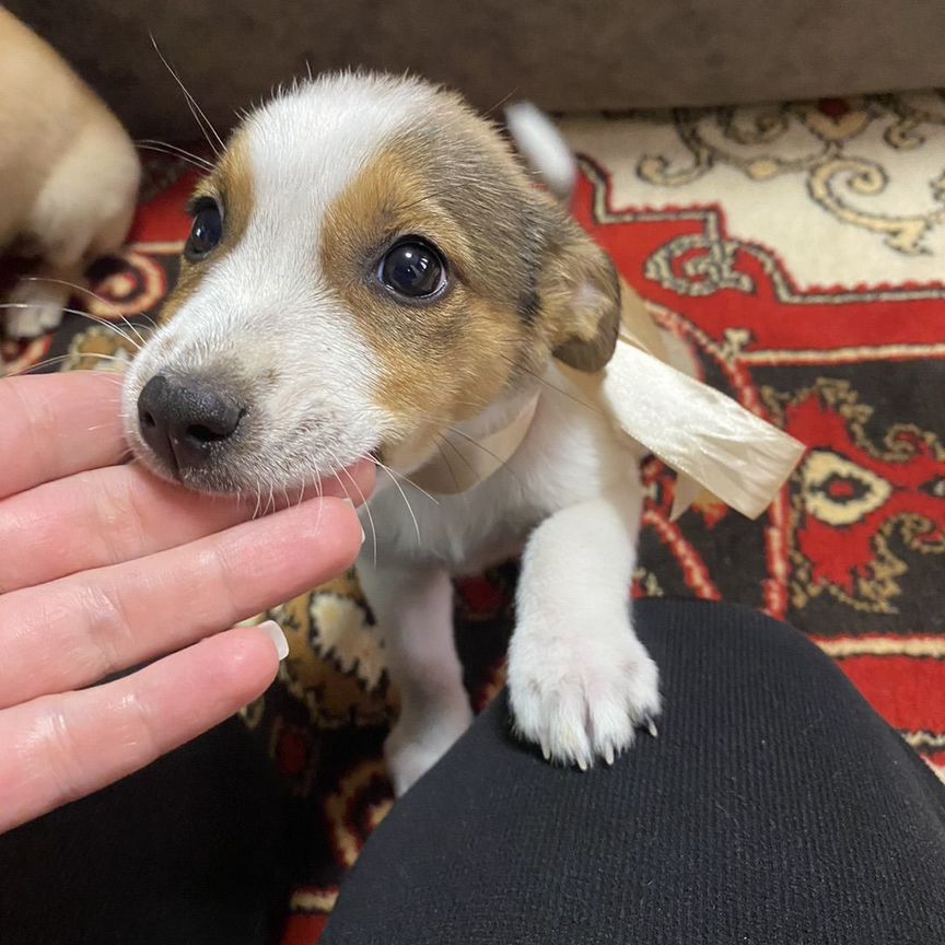 Маленькая девочка ищет дом