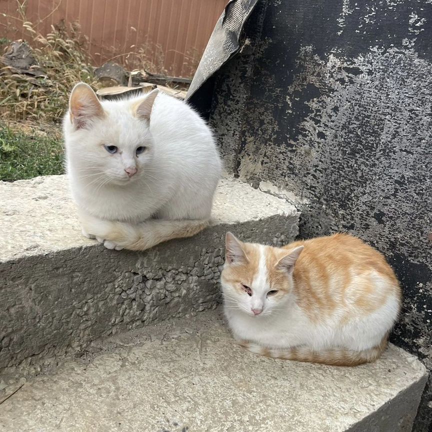 Отдам котят