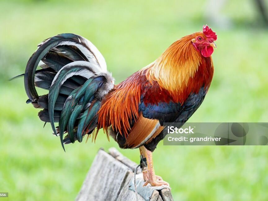 Продоются петухи домаш е