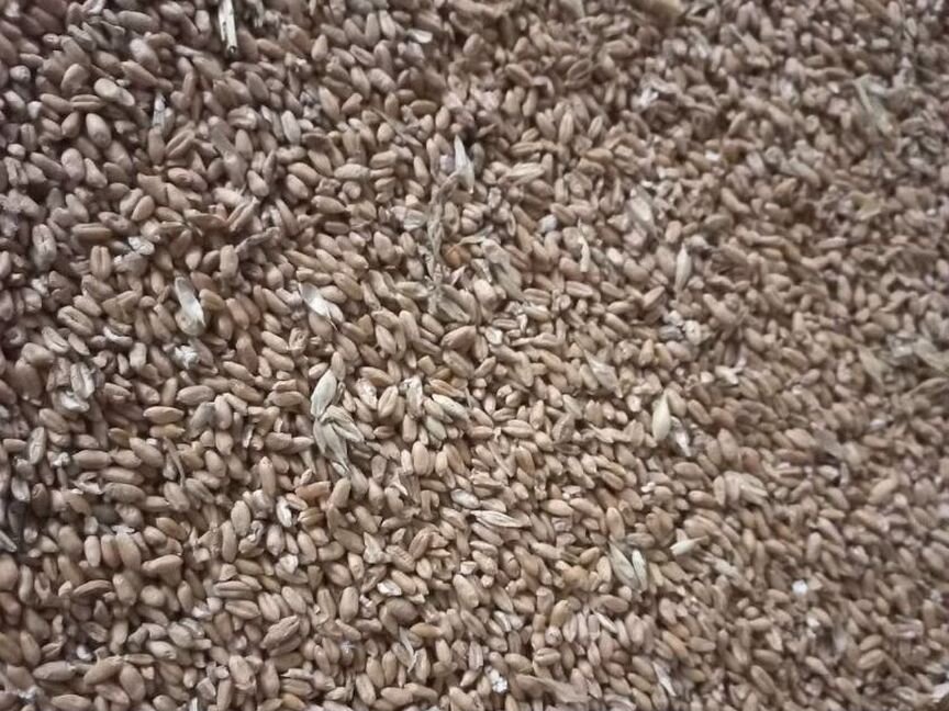 Зерносмесь овёс