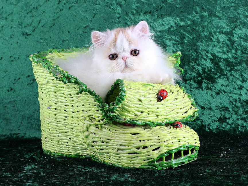 Персидский котик