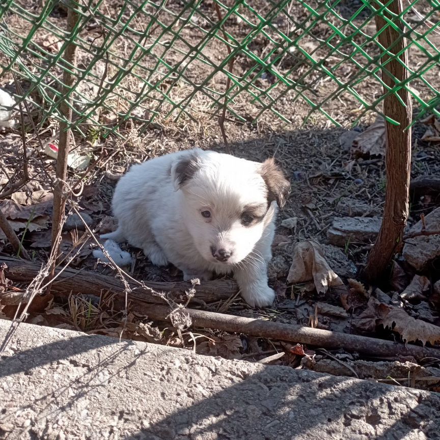 Продаются щенки