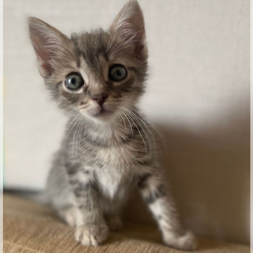 Одинокий серый котенок в добрые руки