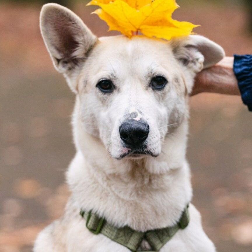 Взрослый пёс в добрые руки