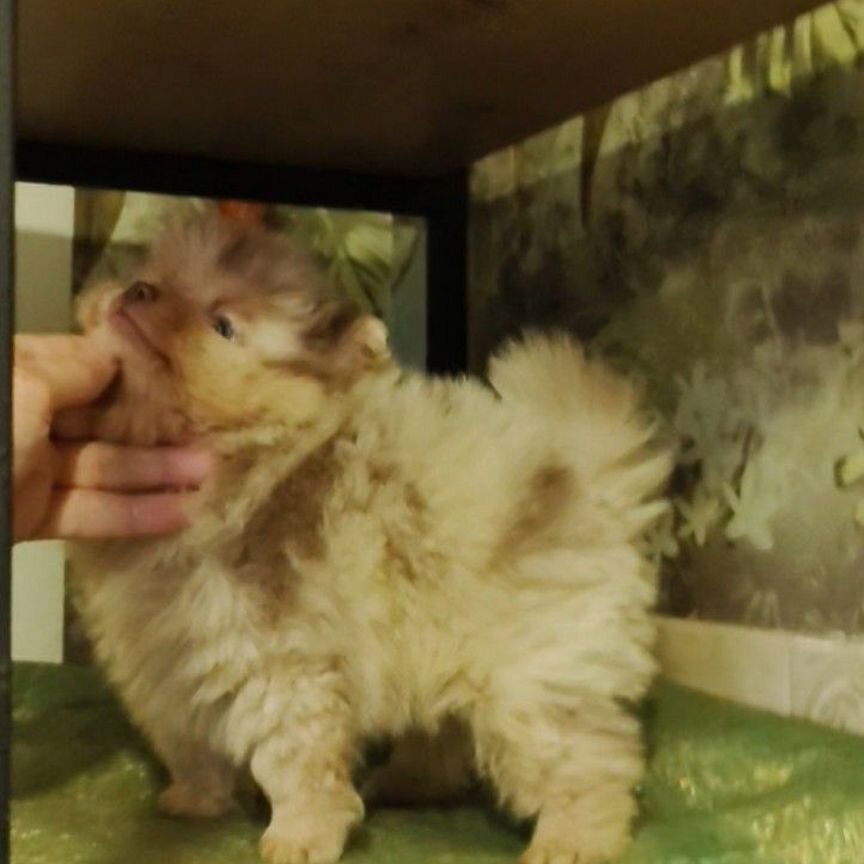 Красотка лиловый Мерле 4