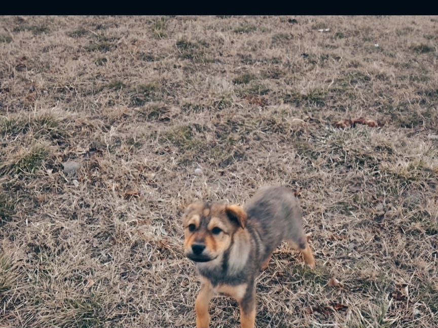Щенок в добрые руки бесплатно