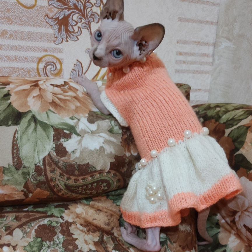 Маленькая модница с васильковым глазами