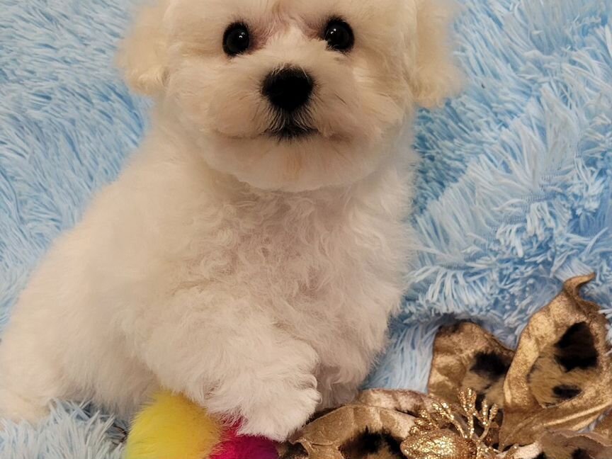 Щенки Бишон фризе москва и московская область