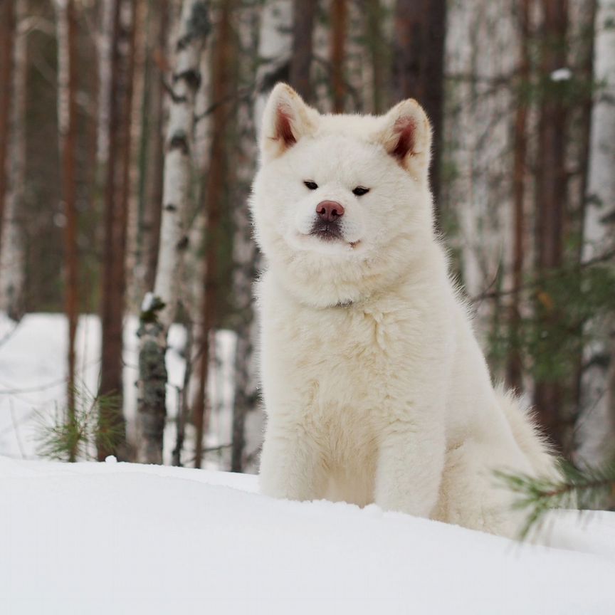Тейхо белый мальчик акита ину