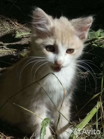 Котёнок бесплатно